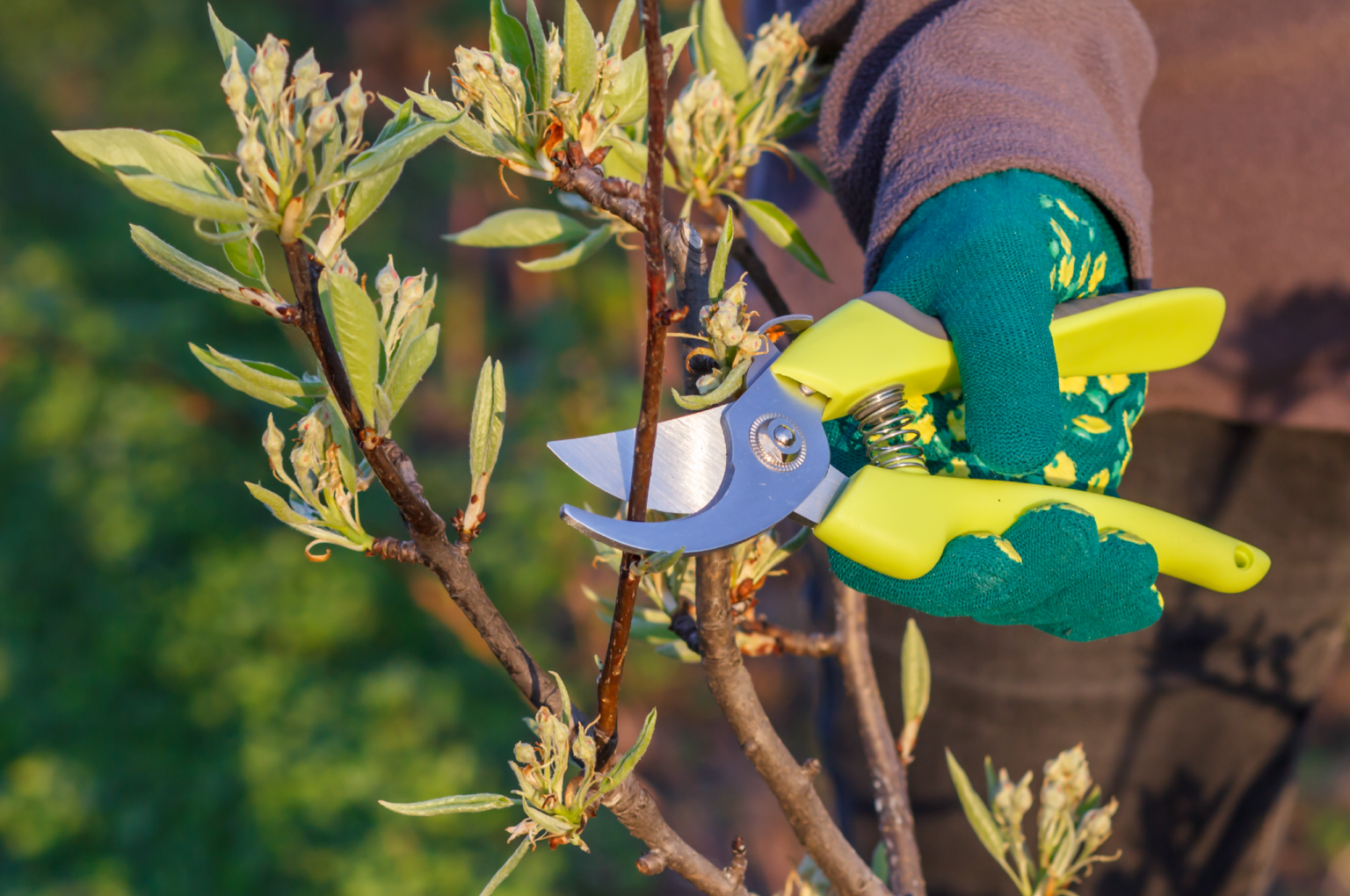 Como e quando fazer poda de plantas e árvores corretamente - VASAP DESIGN